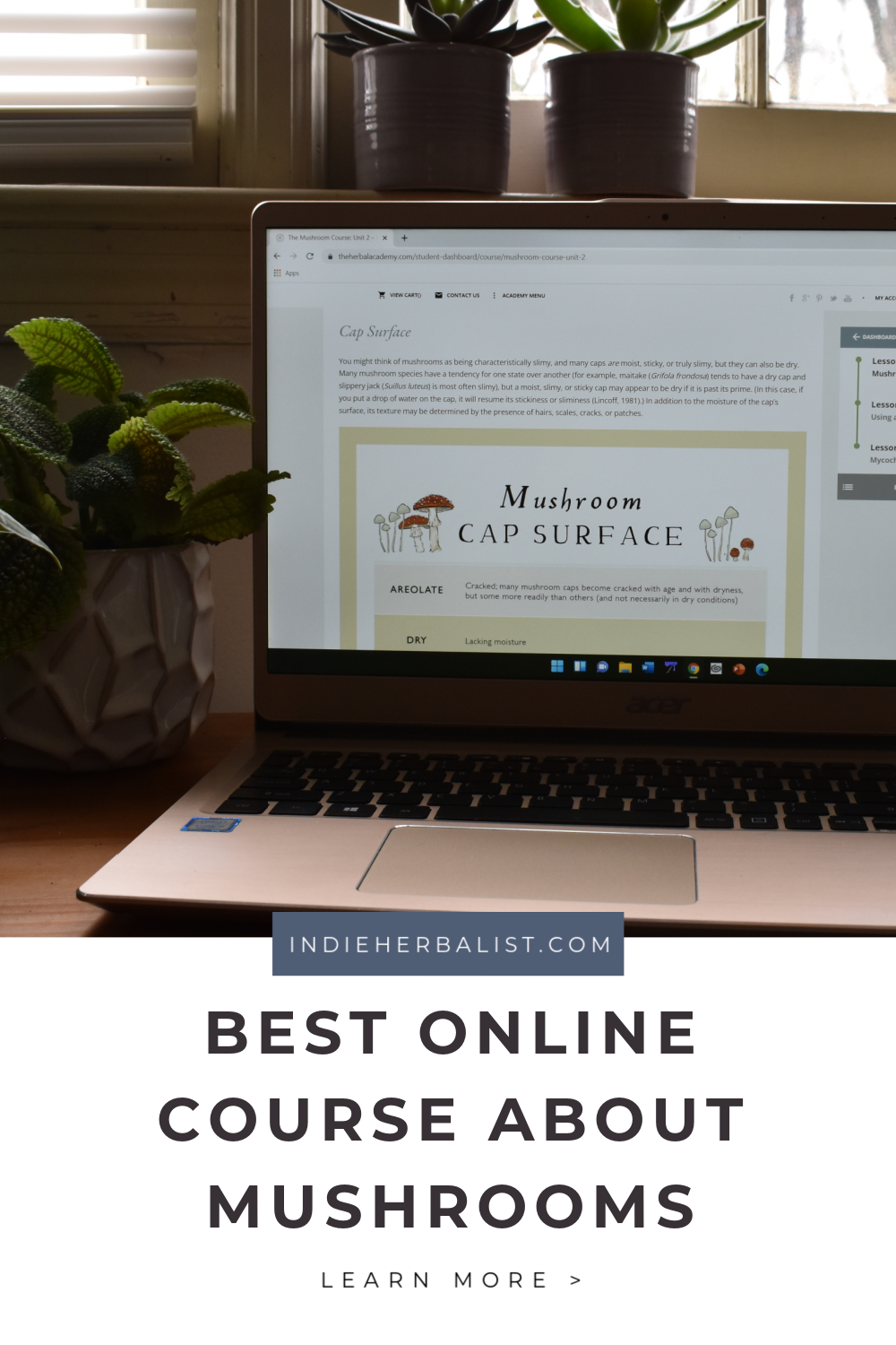 Mushroom class! My Mushroom Course review | indie herbalist