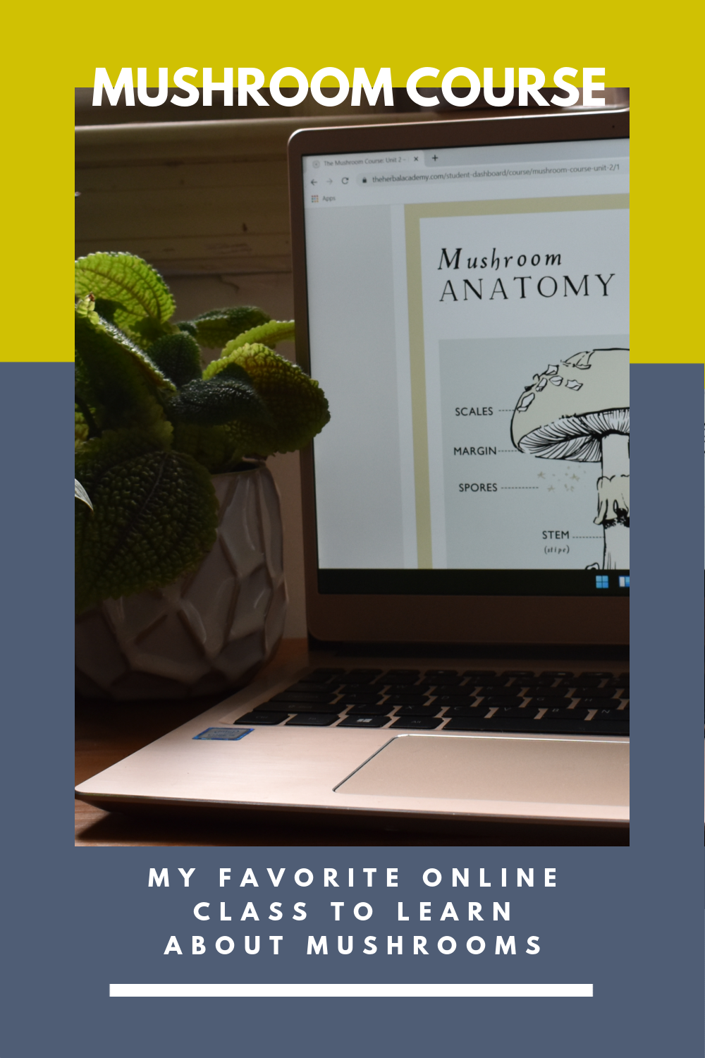 Mushroom class! My Mushroom Course review | indie herbalist