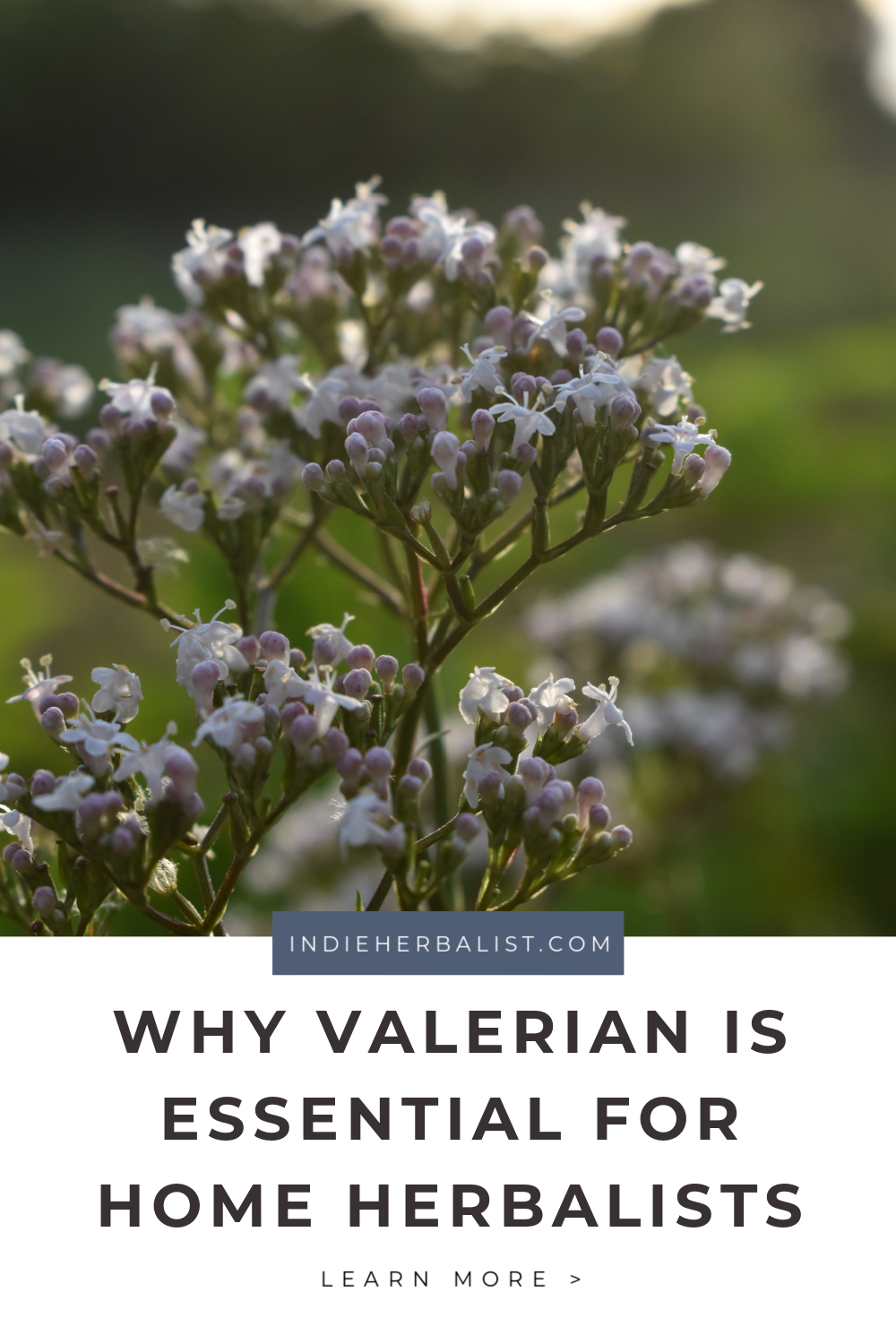 Why valerian is essential for your herbal cupboard | indie herbalist