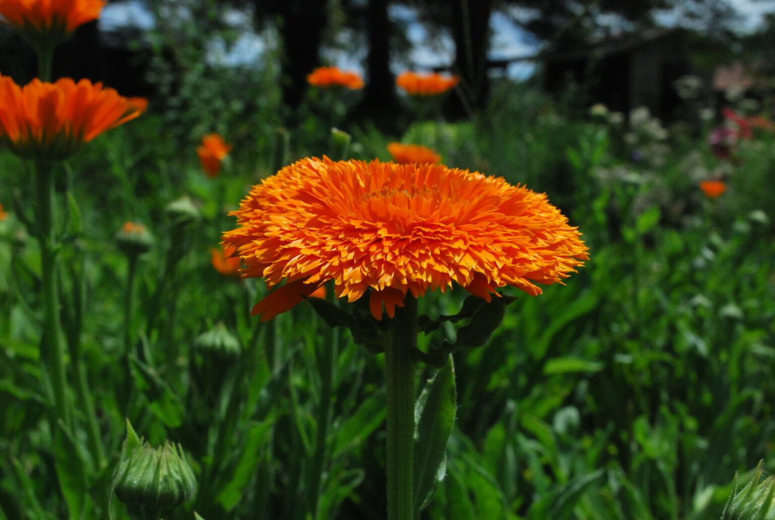 How to grow calendula at home | indie herbalist
