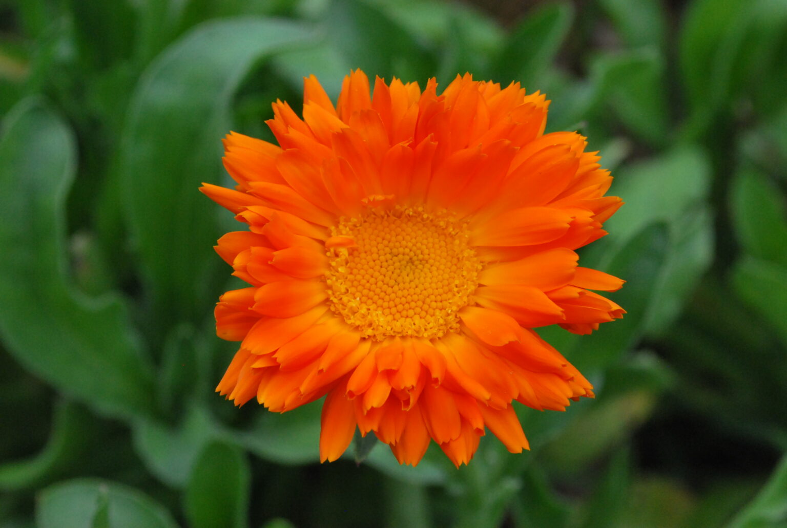 How to grow calendula at home | indie herbalist