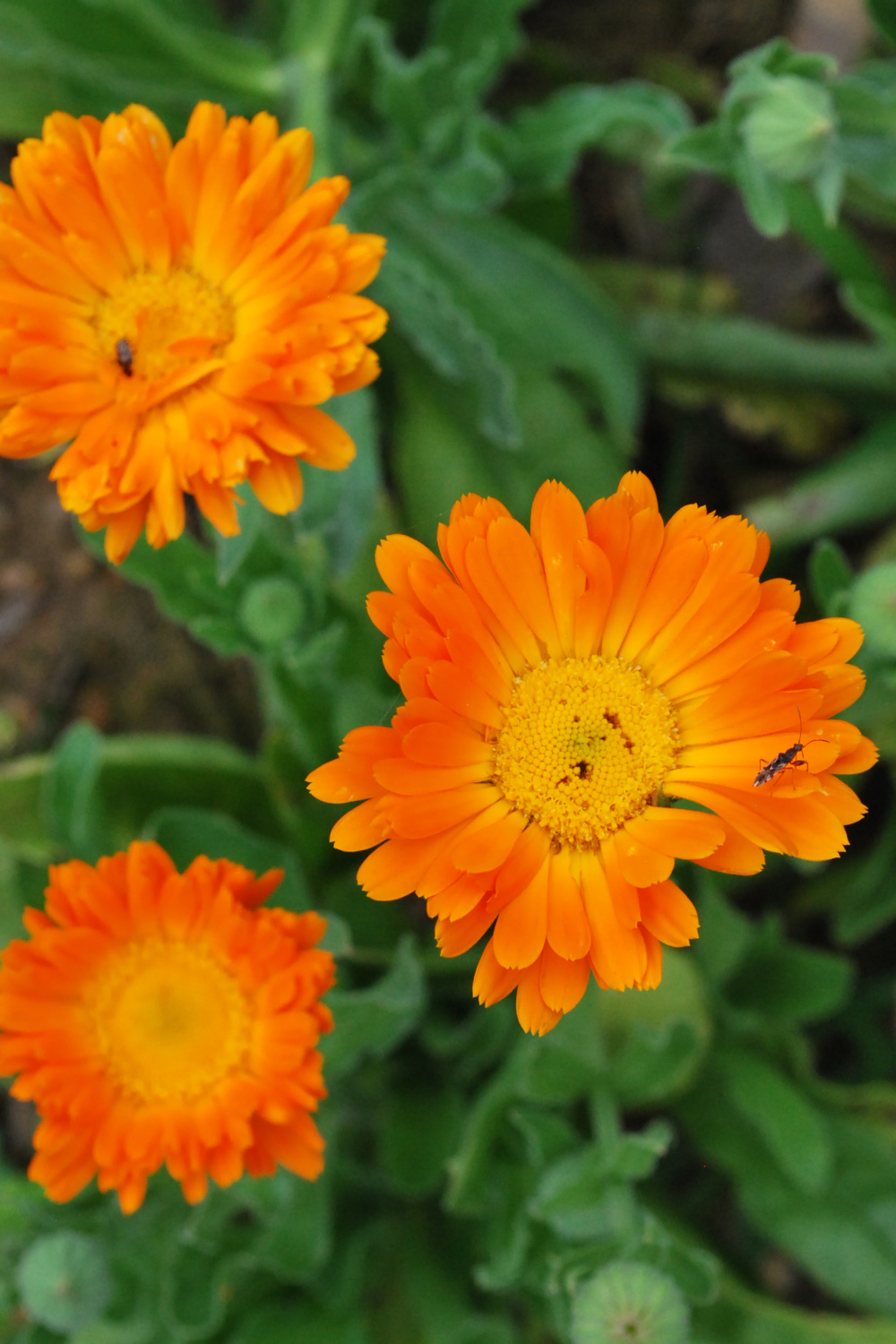 How to grow calendula at home | indie herbalist