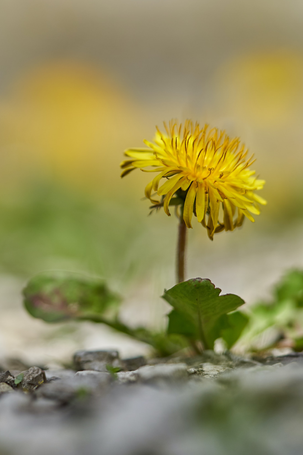 Best herbs for natural disaster preparedness | indie herbalist