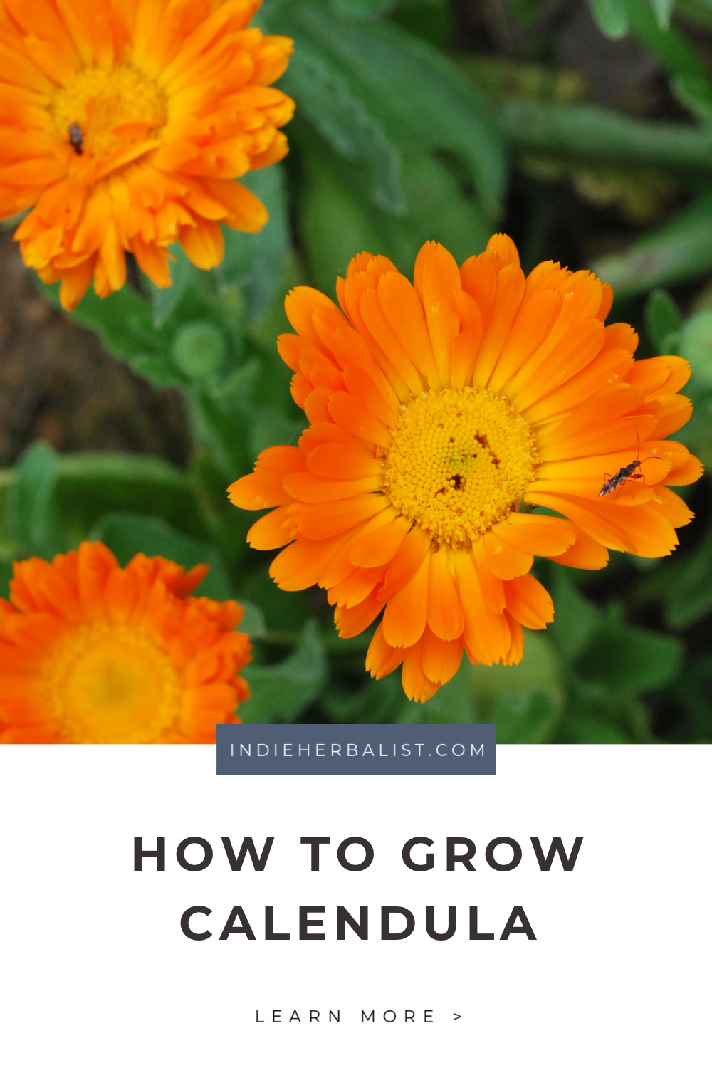 How to grow calendula at home | indie herbalist