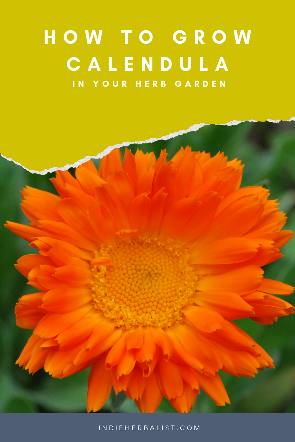 How to grow calendula at home | indie herbalist