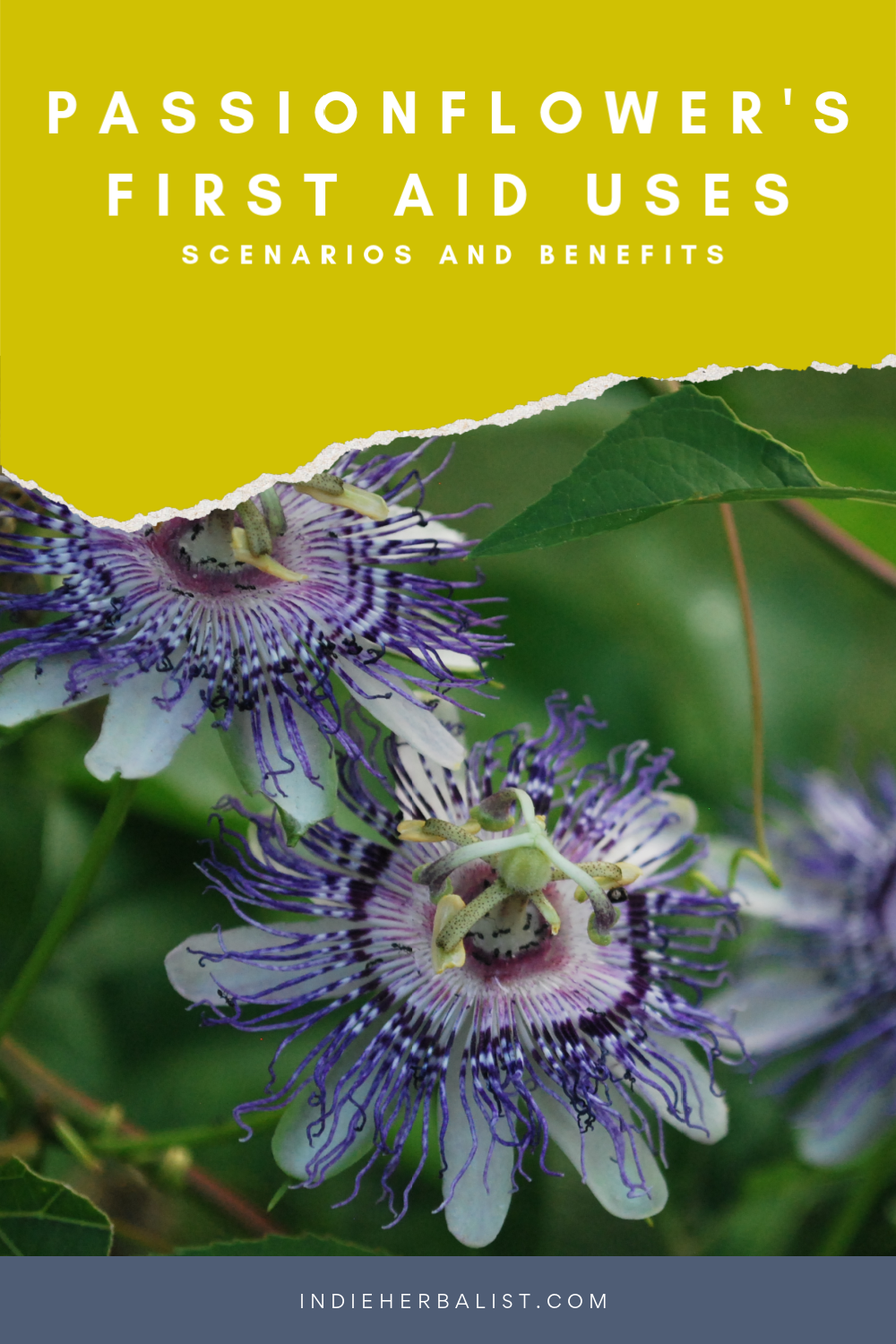 Passionflower benefits for herbal first aid | indie herbalist