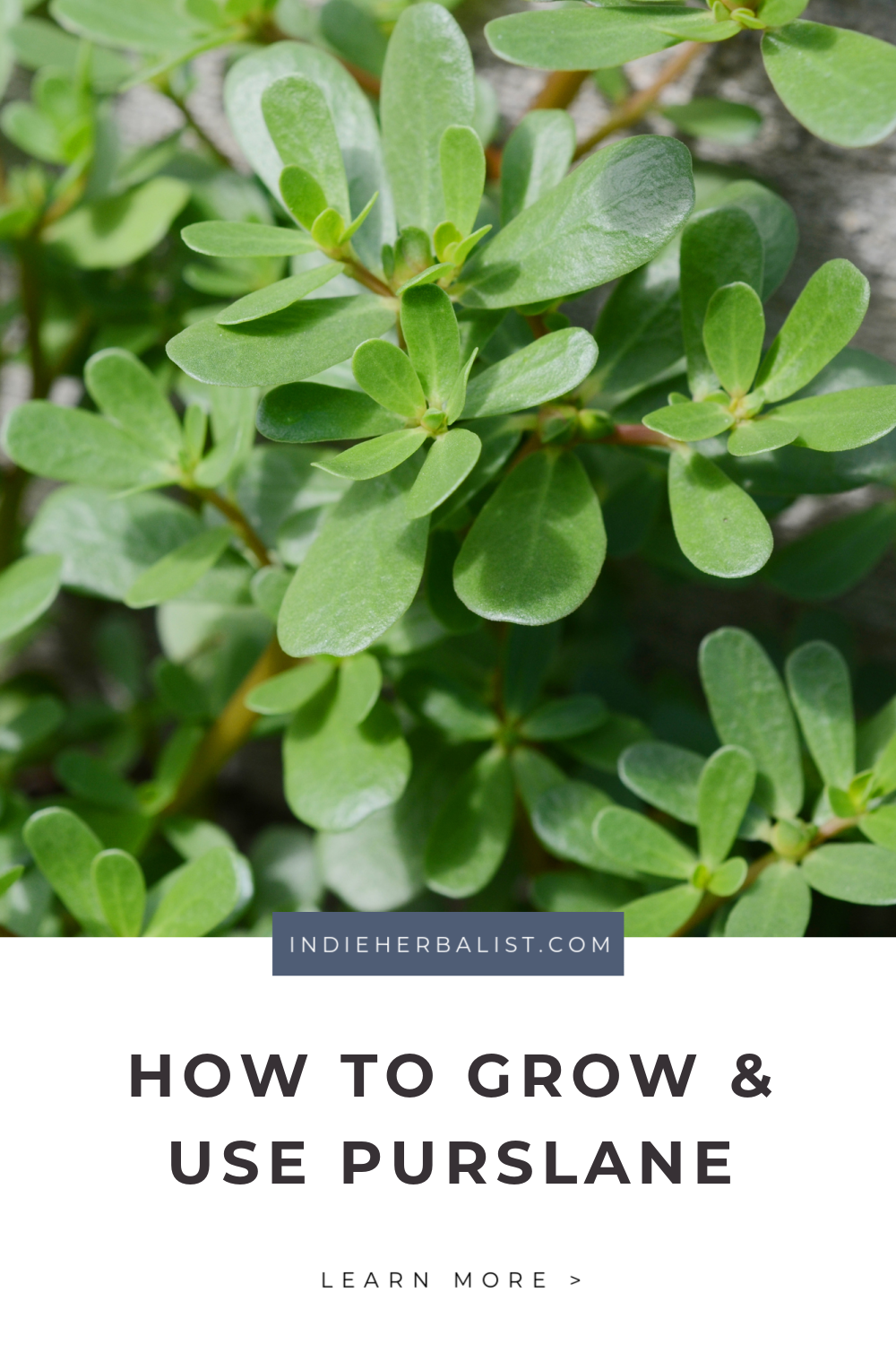 A guide to growing and using purslane for home herbalists | indie herbalist