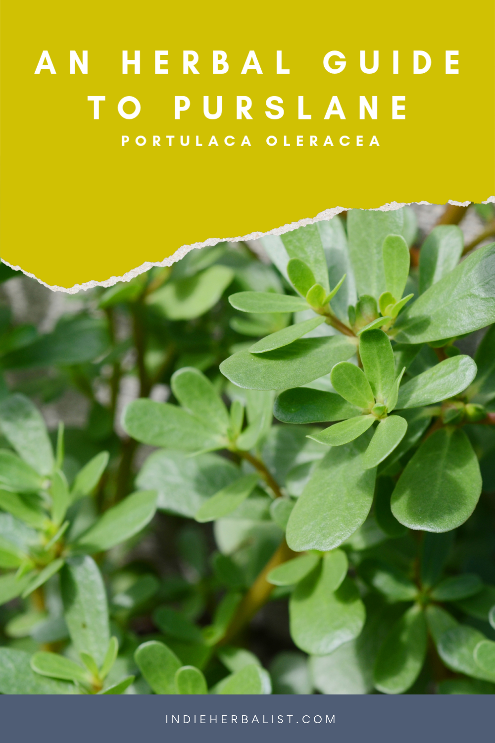 A guide to growing and using purslane for home herbalists | indie herbalist