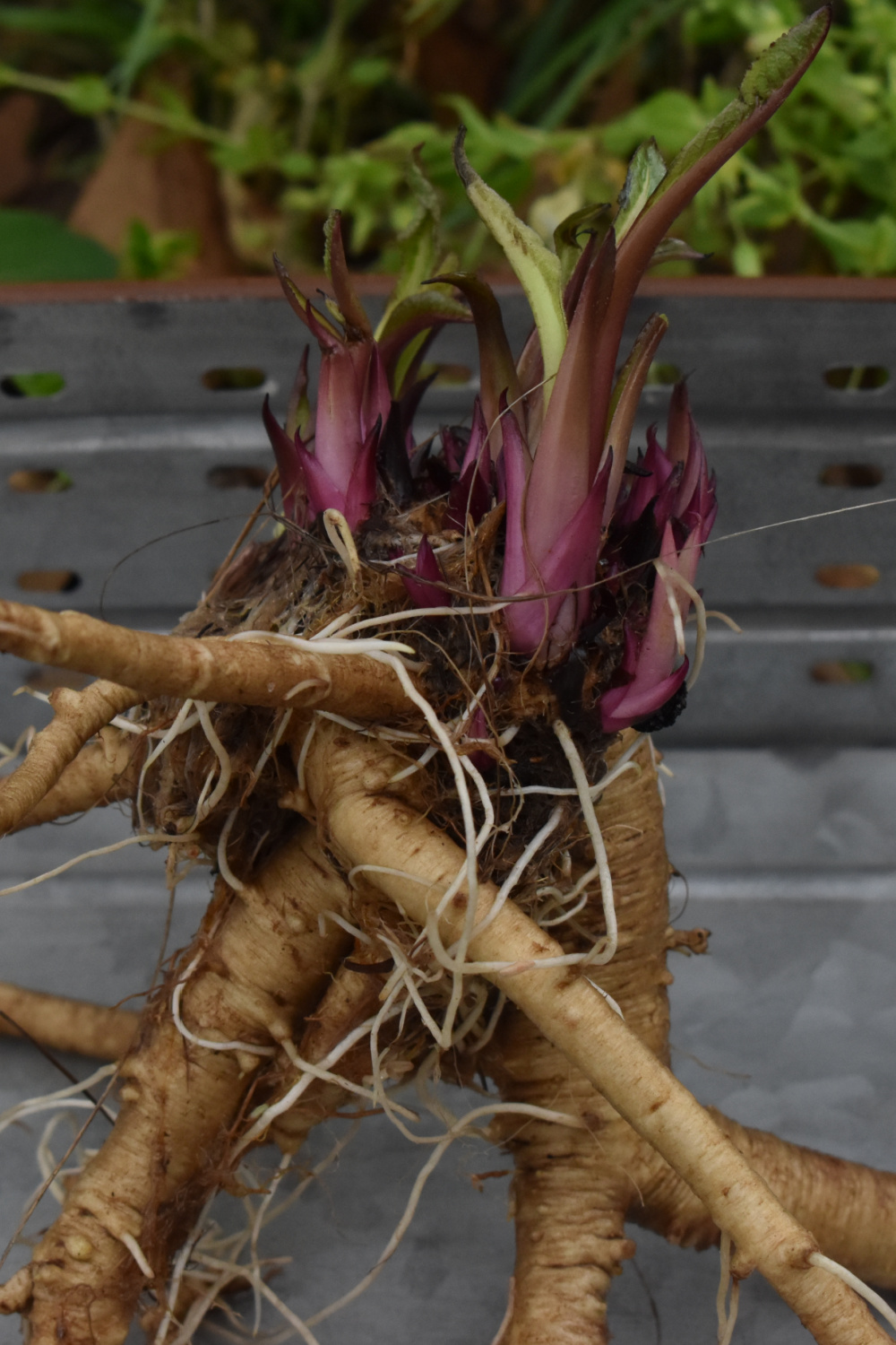 Harvesting elecampane for high-quality roots | indie herbalist