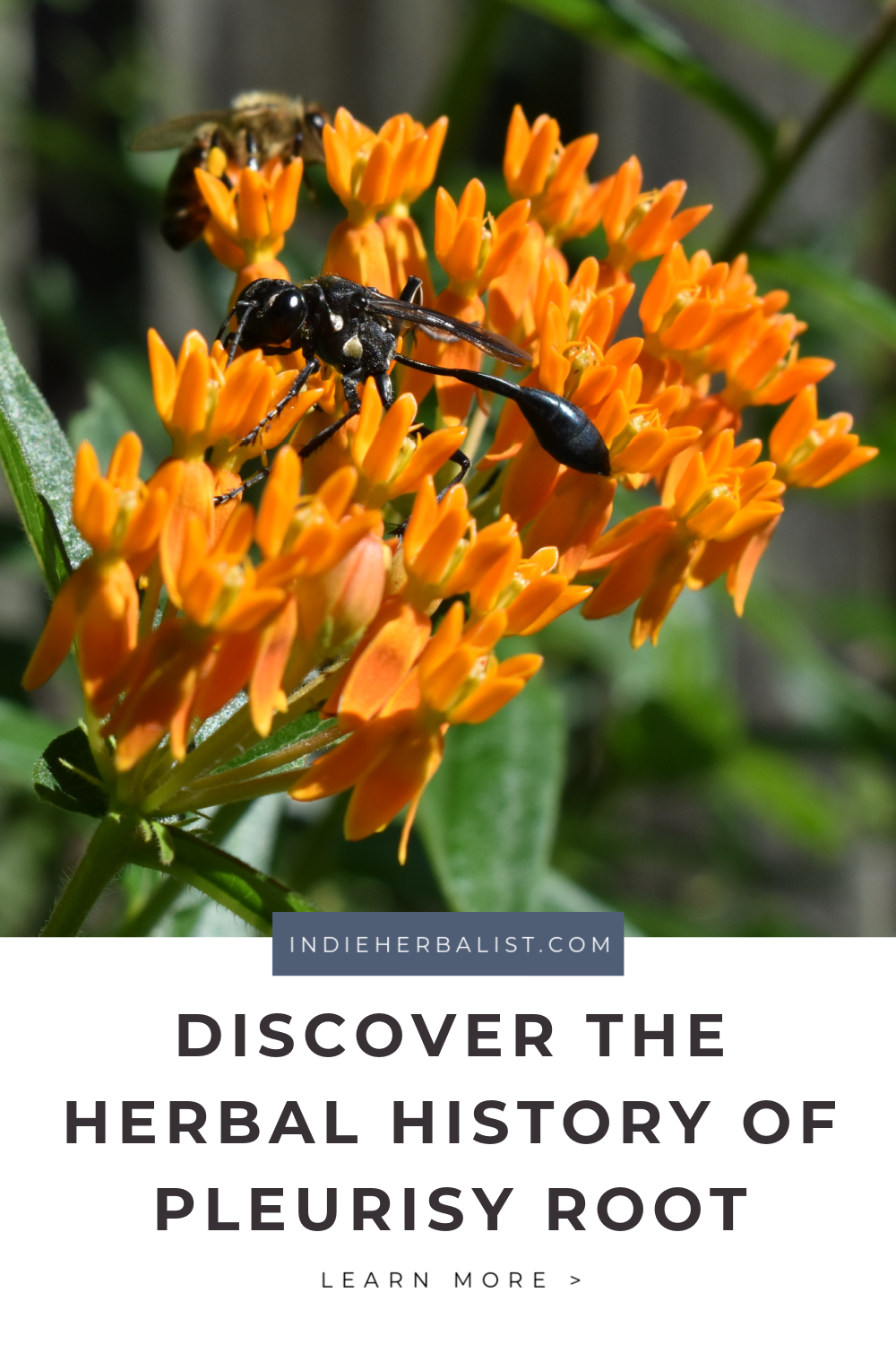 Discovering the herbal history of pleurisy root | indie herbalist