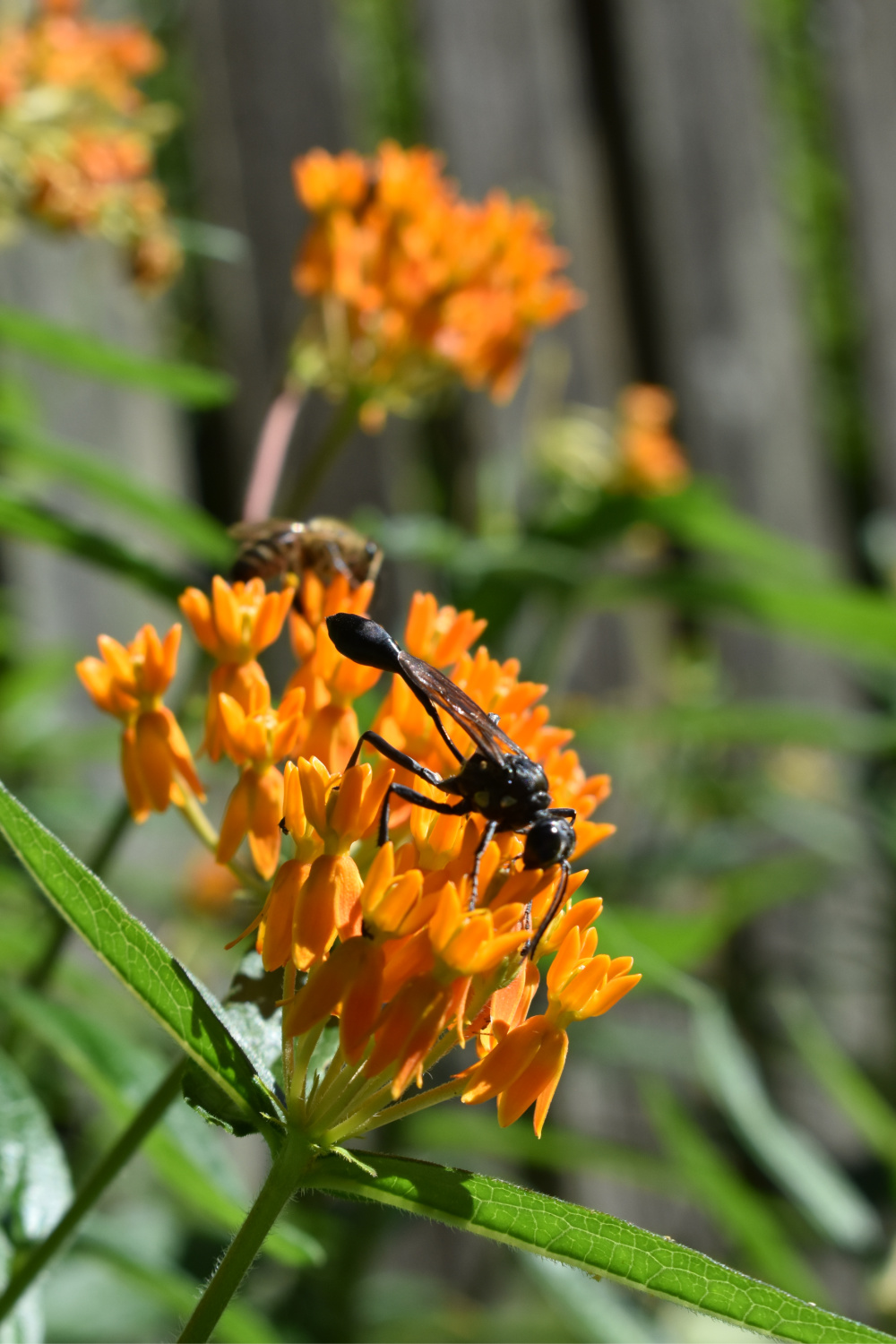 Discovering the herbal history of pleurisy root | indie herbalist