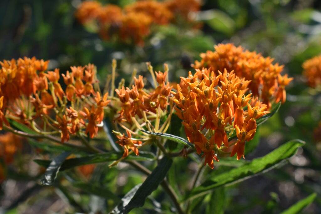 Discovering the herbal history of pleurisy root | indie herbalist