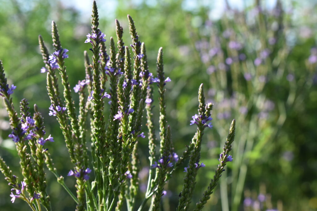 Blue vervain uses for home herbalists | indie herbalist