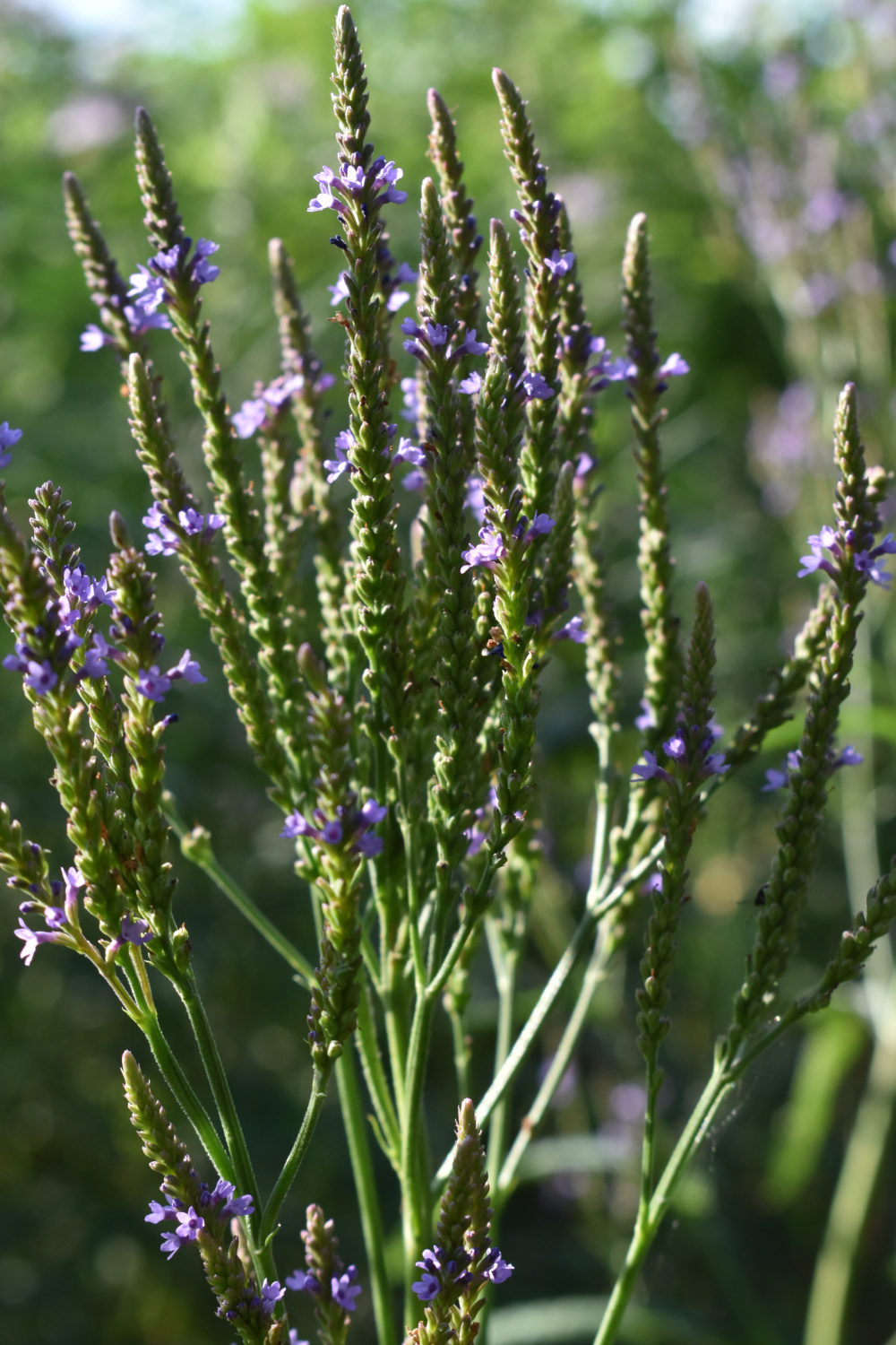 Blue vervain uses for home herbalists | indie herbalist
