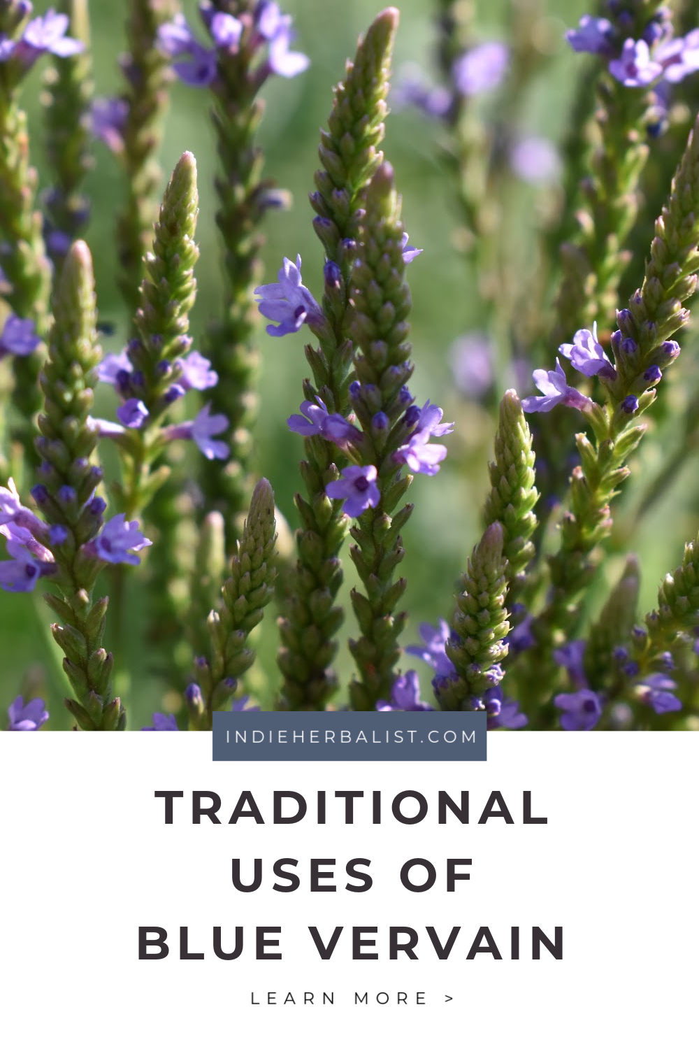 Blue vervain uses for home herbalists | indie herbalist
