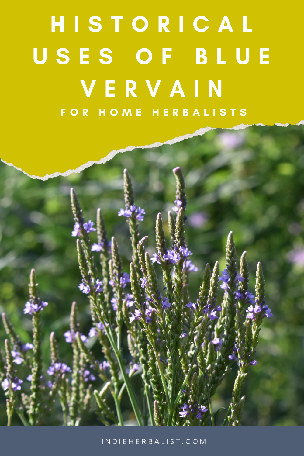 Blue vervain uses for home herbalists | indie herbalist