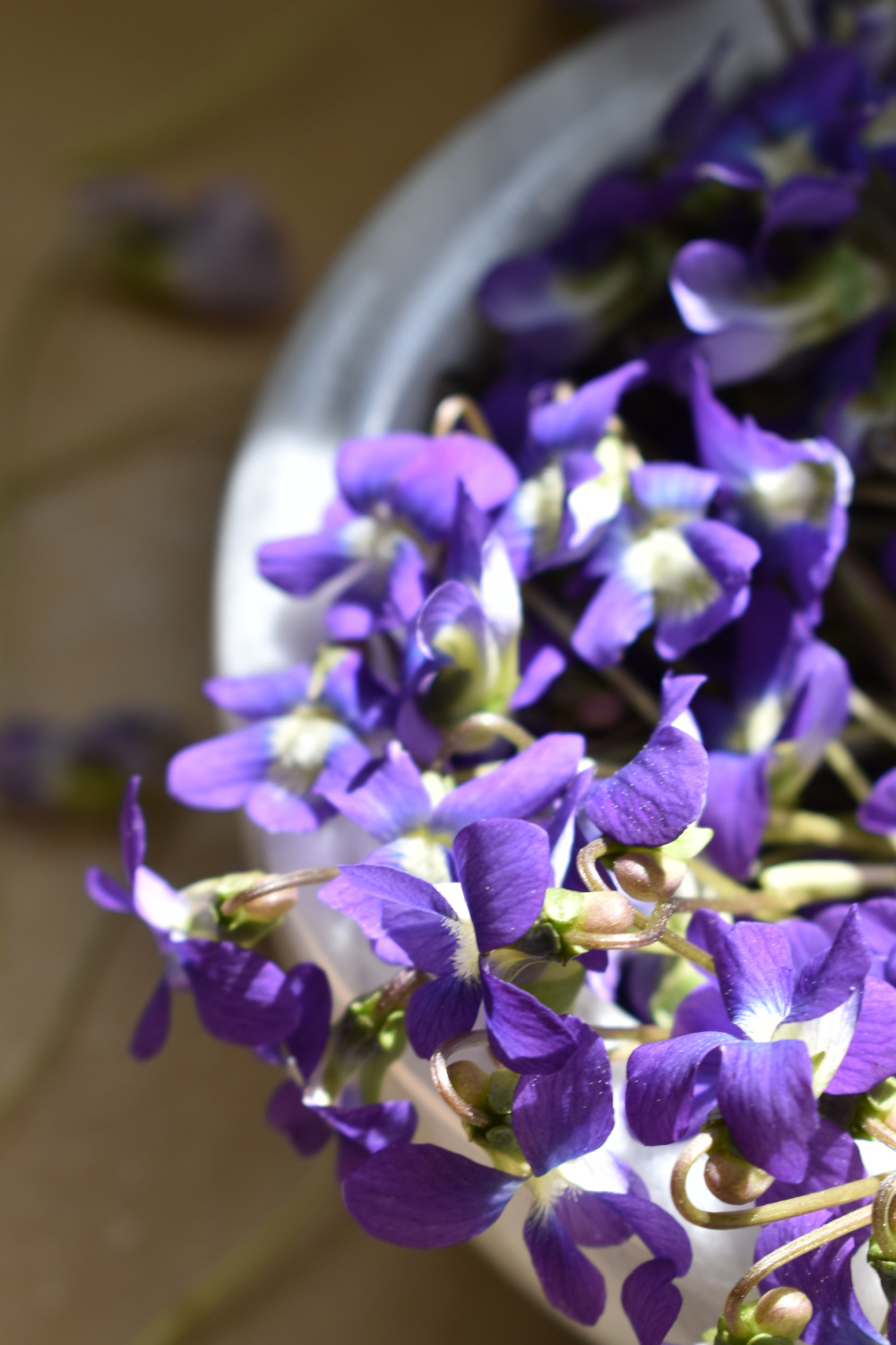 How to make candied violets | indie herbalist