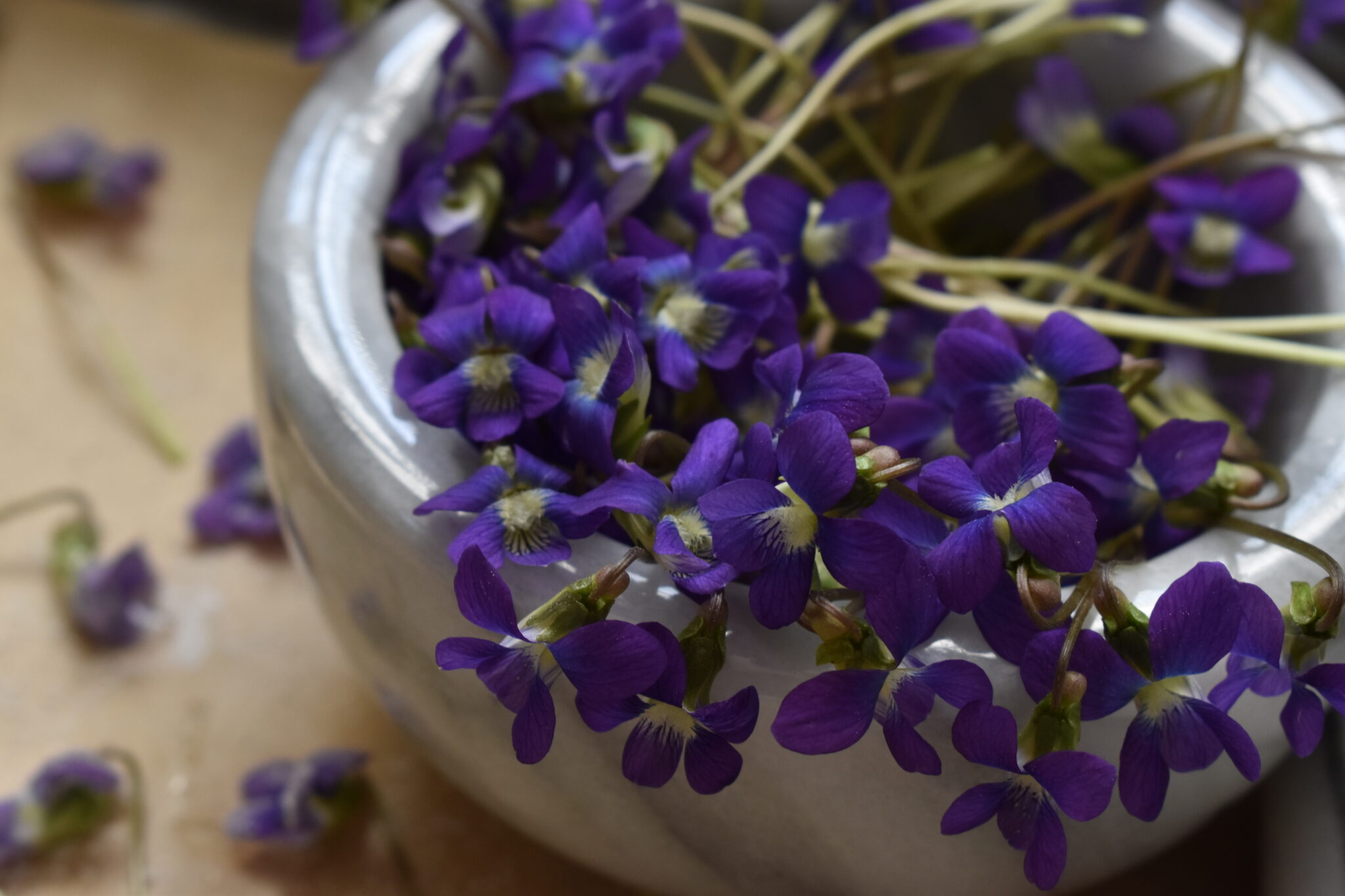 How to make candied violets | indie herbalist
